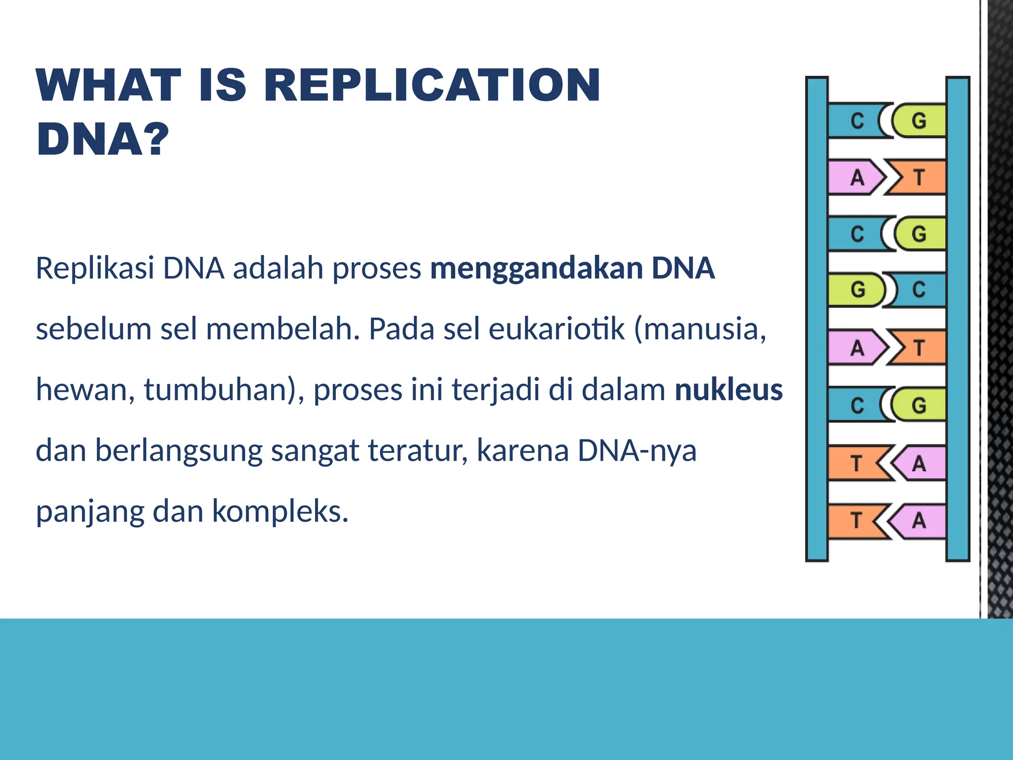 Anisa Rahmani-replikasi DNA pada eukariotik.pptx