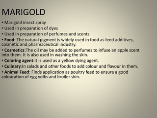 Ornamental Plant uses | PPTX