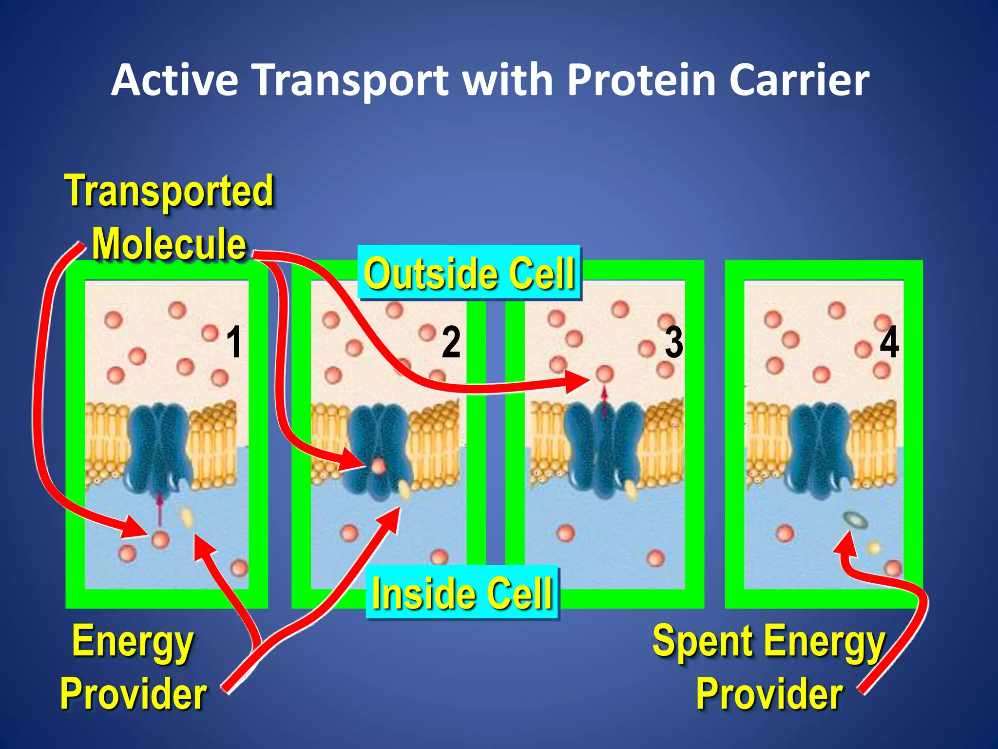 cell membrane and cell transport | PPTX