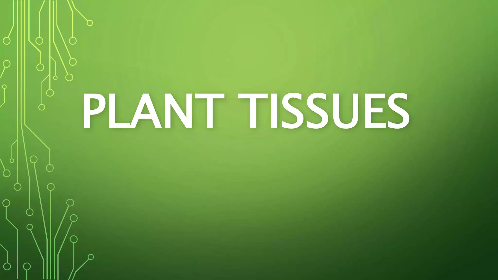 PLANT TISSUES | PPTX