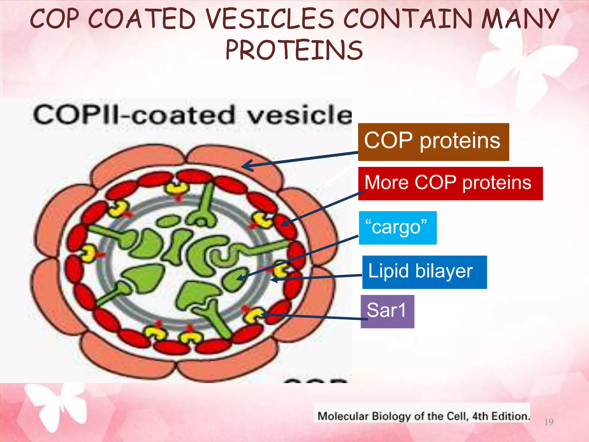 Protein Trafficking.pptx