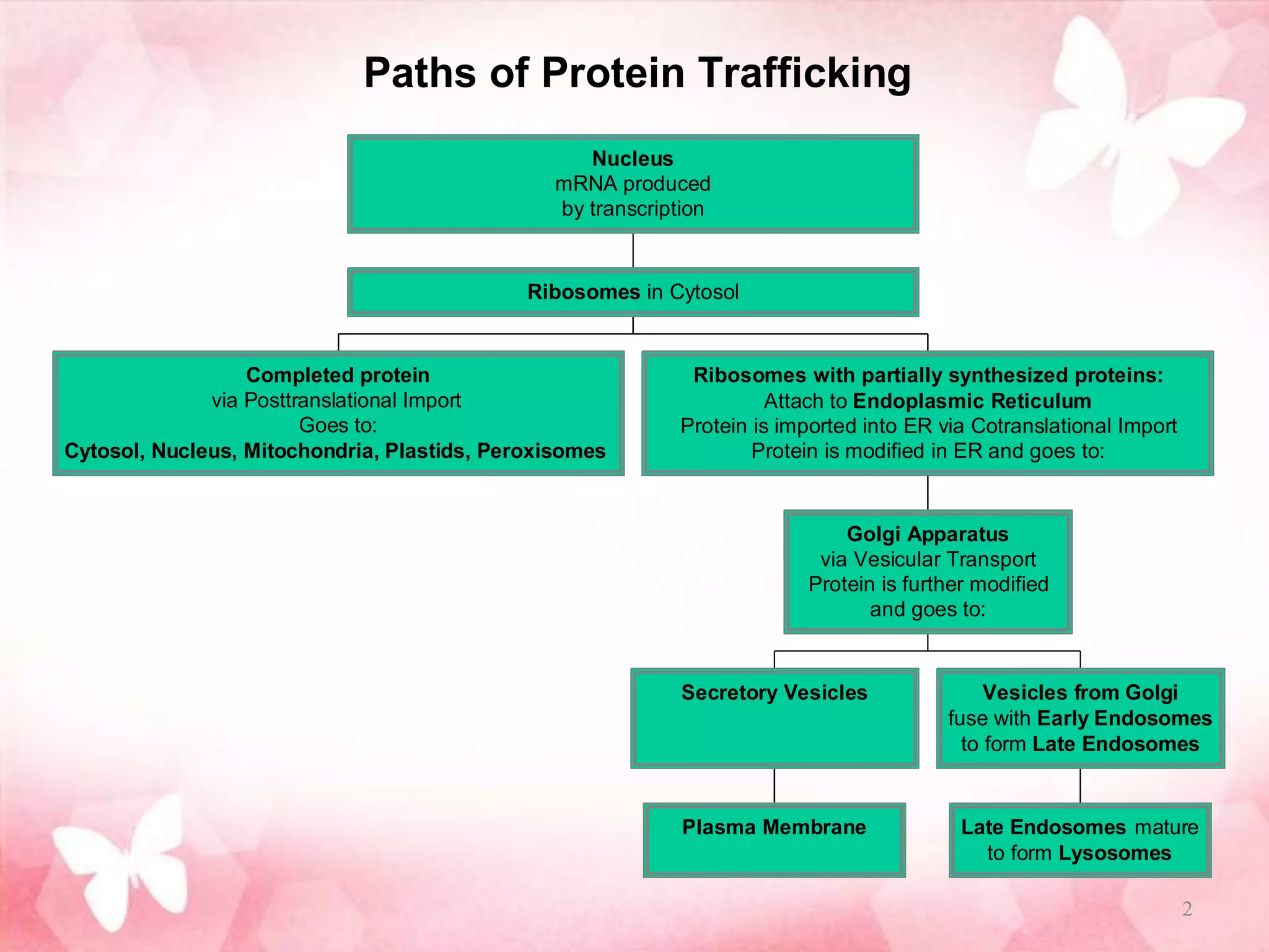 Protein Trafficking.pptx