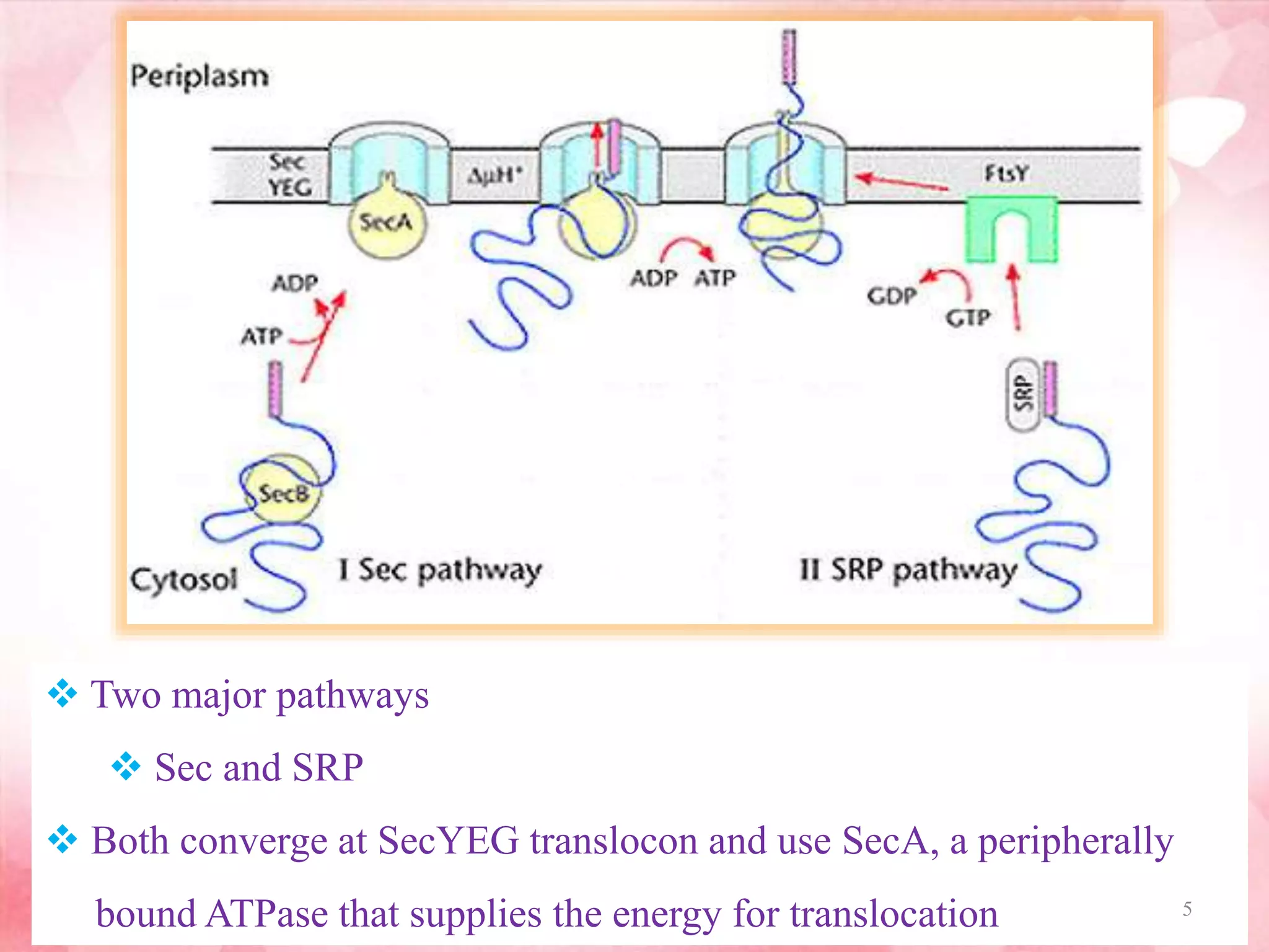 Protein Trafficking.pptx
