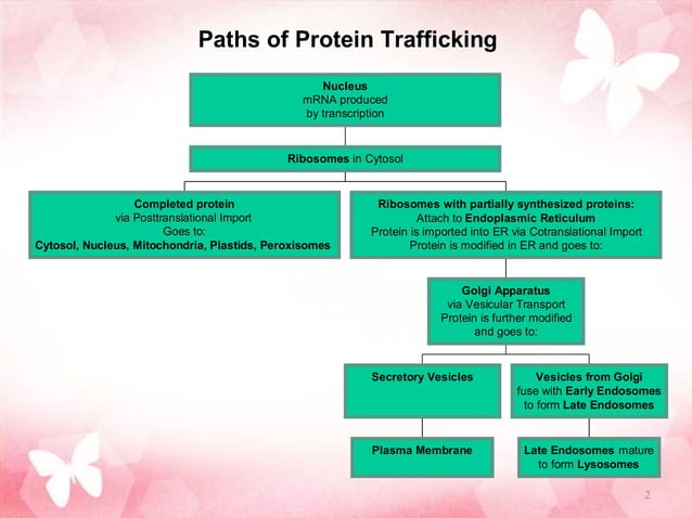 Protein Trafficking.pptx | Biological Sciences | Science