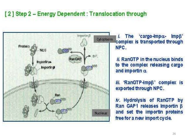 Protein Trafficking.pptx | Biological Sciences | Science