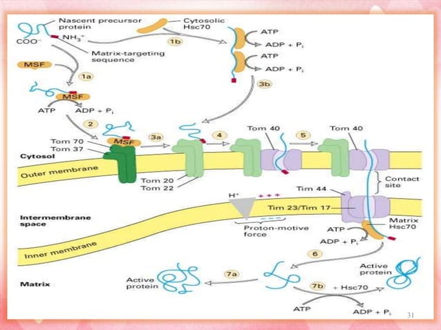 Protein Trafficking.pptx | Biological Sciences | Science