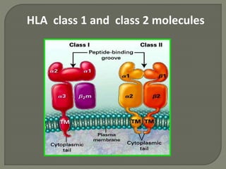 HLA | PPTX