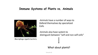 Nishanth.M I,d no. 6021 plant pathogen interaction.pptx