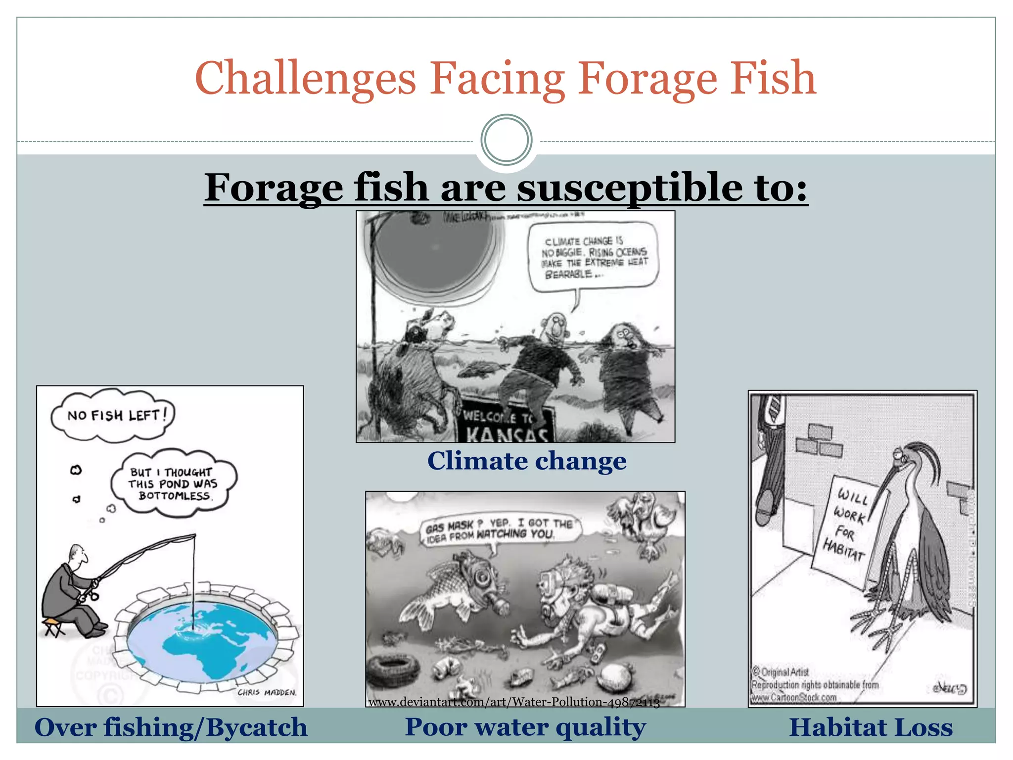 WDFW Forage Fish | PPTX