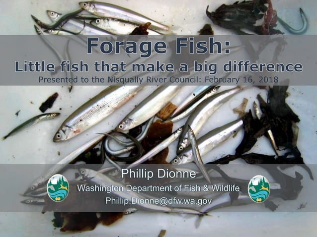 WDFW Forage Fish | PPT