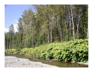 Washington Invasive Species Council Presentation | PPT