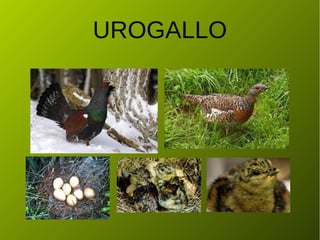 Nisrine y el urogallo | ODP