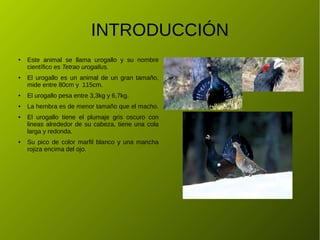 Nisrine y el urogallo | ODP