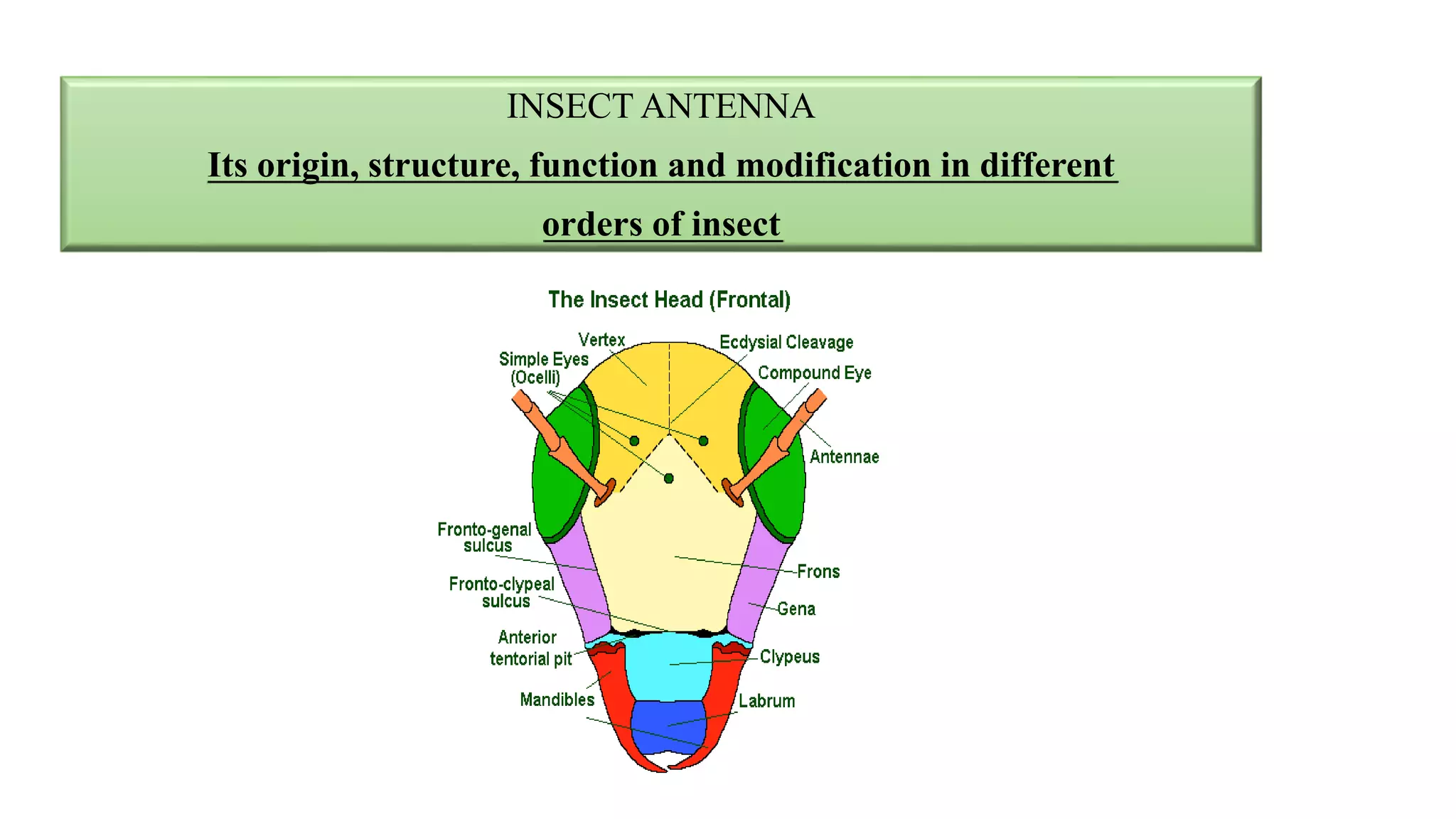 INSECT ANTENNA Its origin, structure, function and modification in ...