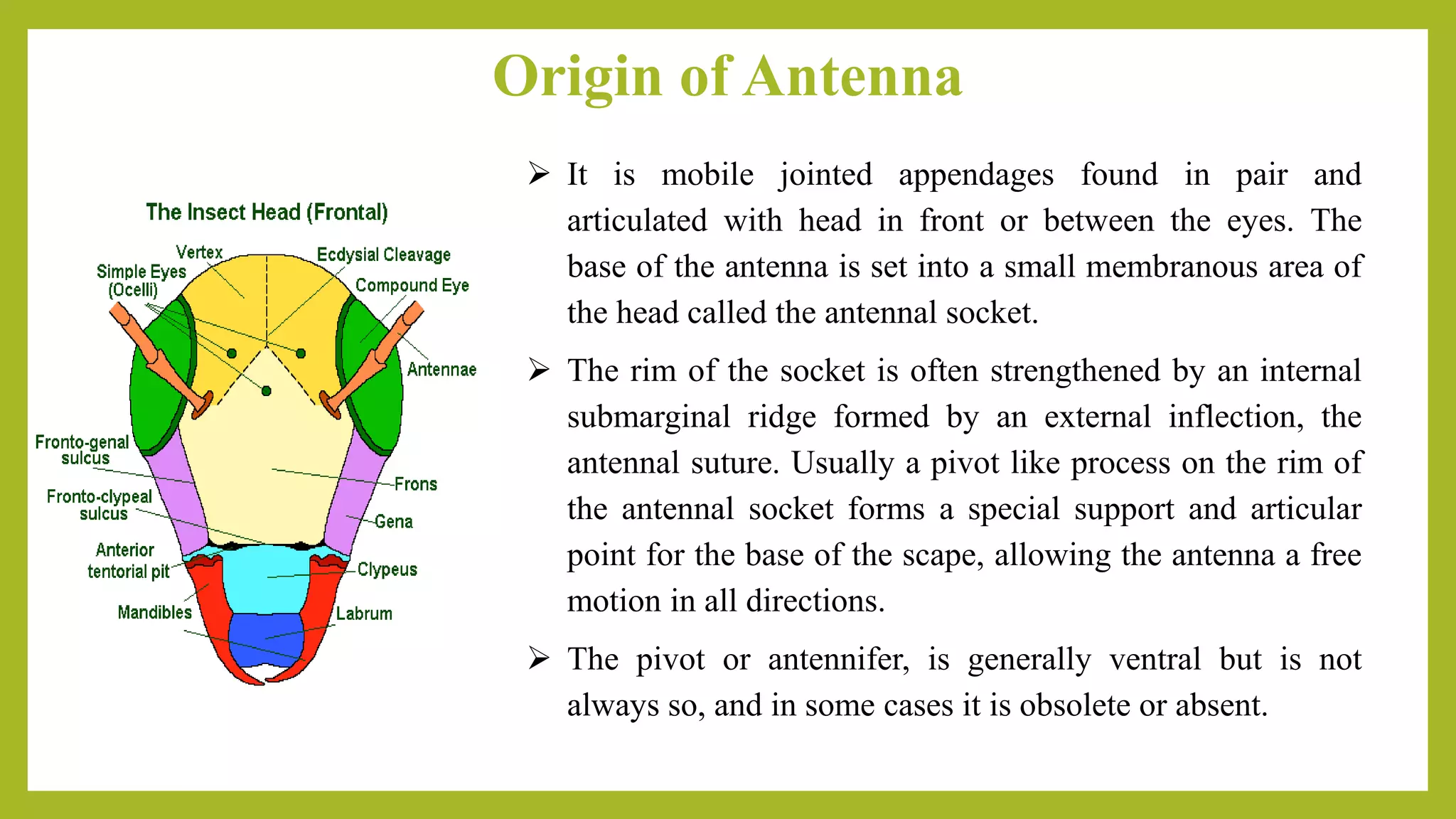 INSECT ANTENNA Its origin, structure, function and modification in ...