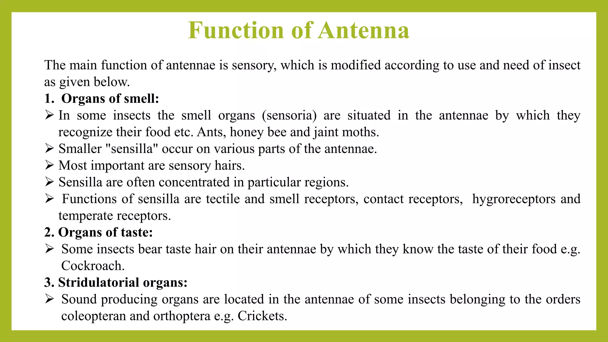 INSECT ANTENNA Its origin, structure, function and modification in ...