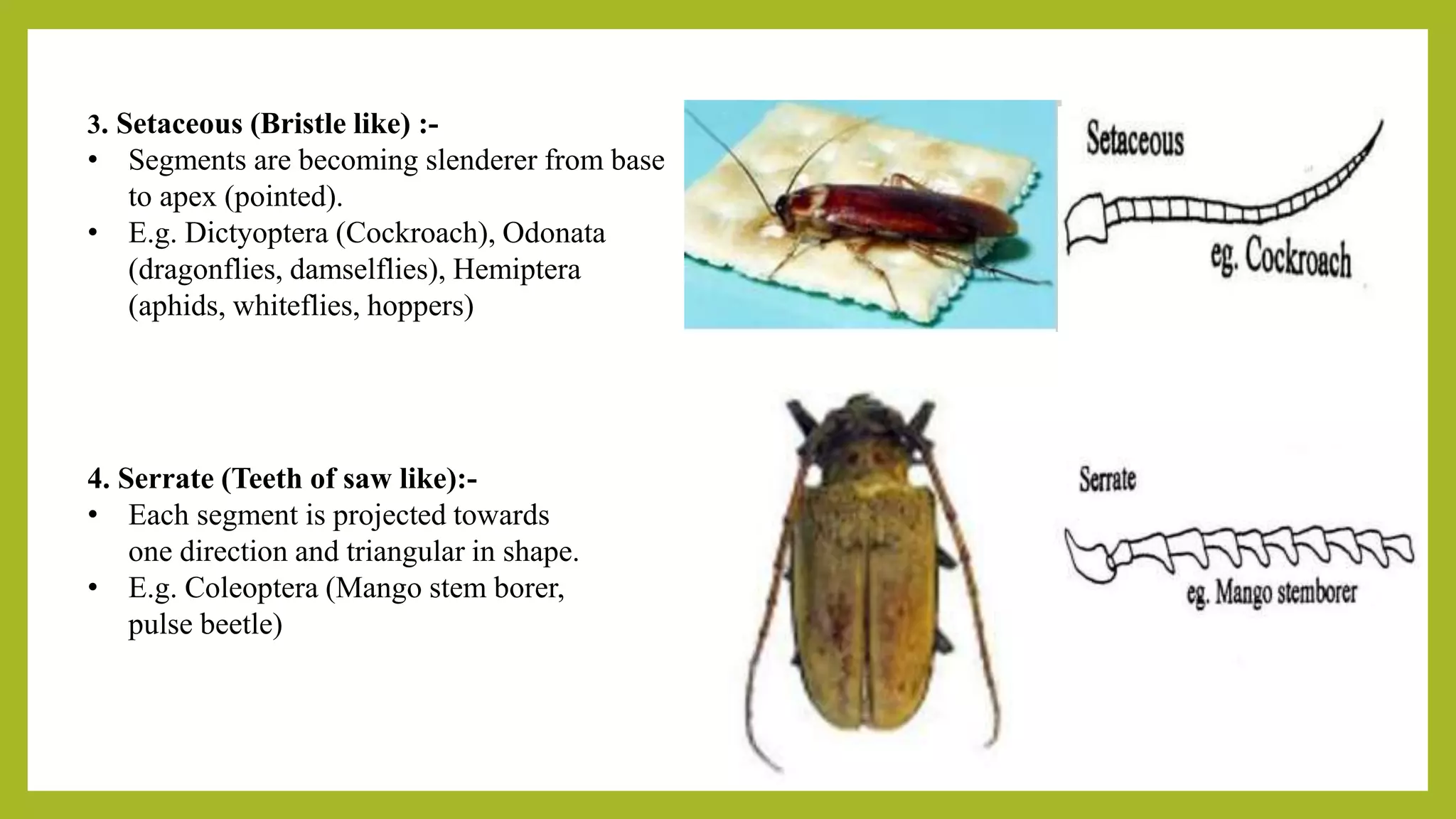 INSECT ANTENNA Its origin, structure, function and modification in ...