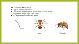 INSECT ANTENNA Its origin, structure, function and modification in ...