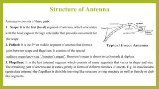 INSECT ANTENNA Its origin, structure, function and modification in ...