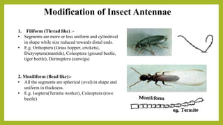 INSECT ANTENNA Its origin, structure, function and modification in ...