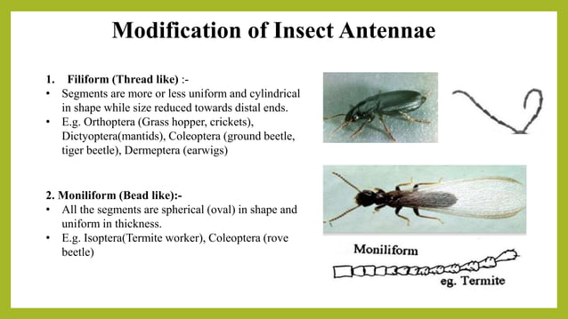 INSECT ANTENNA Its origin, structure, function and modification in ...