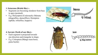 INSECT ANTENNA Its origin, structure, function and modification in ...