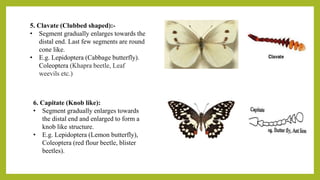 INSECT ANTENNA Its origin, structure, function and modification in ...