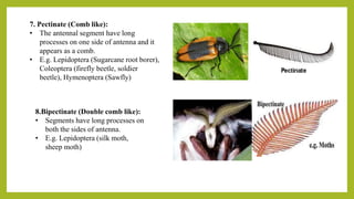 INSECT ANTENNA Its origin, structure, function and modification in ...
