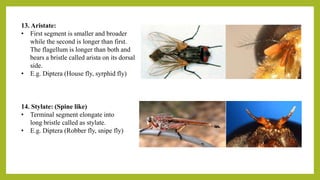 INSECT ANTENNA Its origin, structure, function and modification in ...