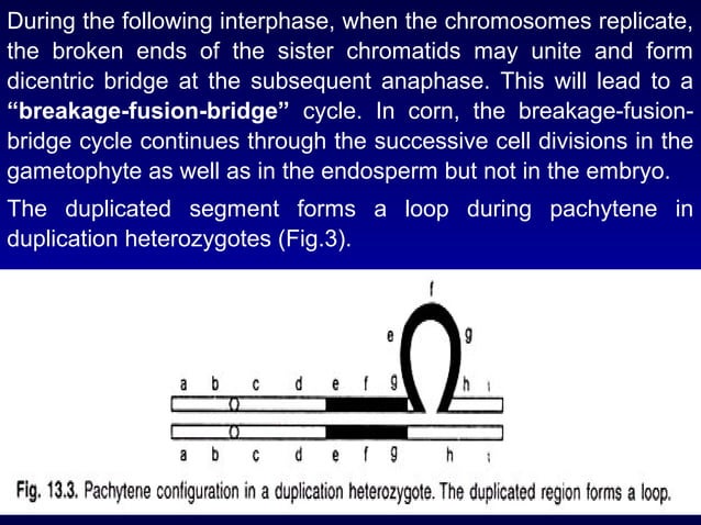 PPT on duplication; Production and Uses | PPT | Genetics | Science