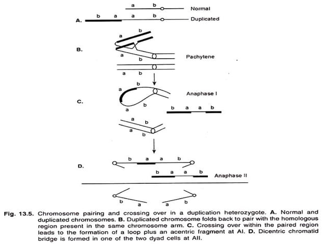 PPT on duplication; Production and Uses | PPT | Genetics | Science