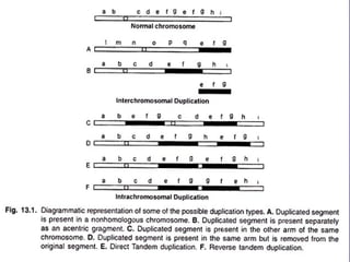 PPT on duplication; Production and Uses | PPT