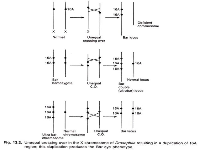 PPT on duplication; Production and Uses | PPT | Genetics | Science