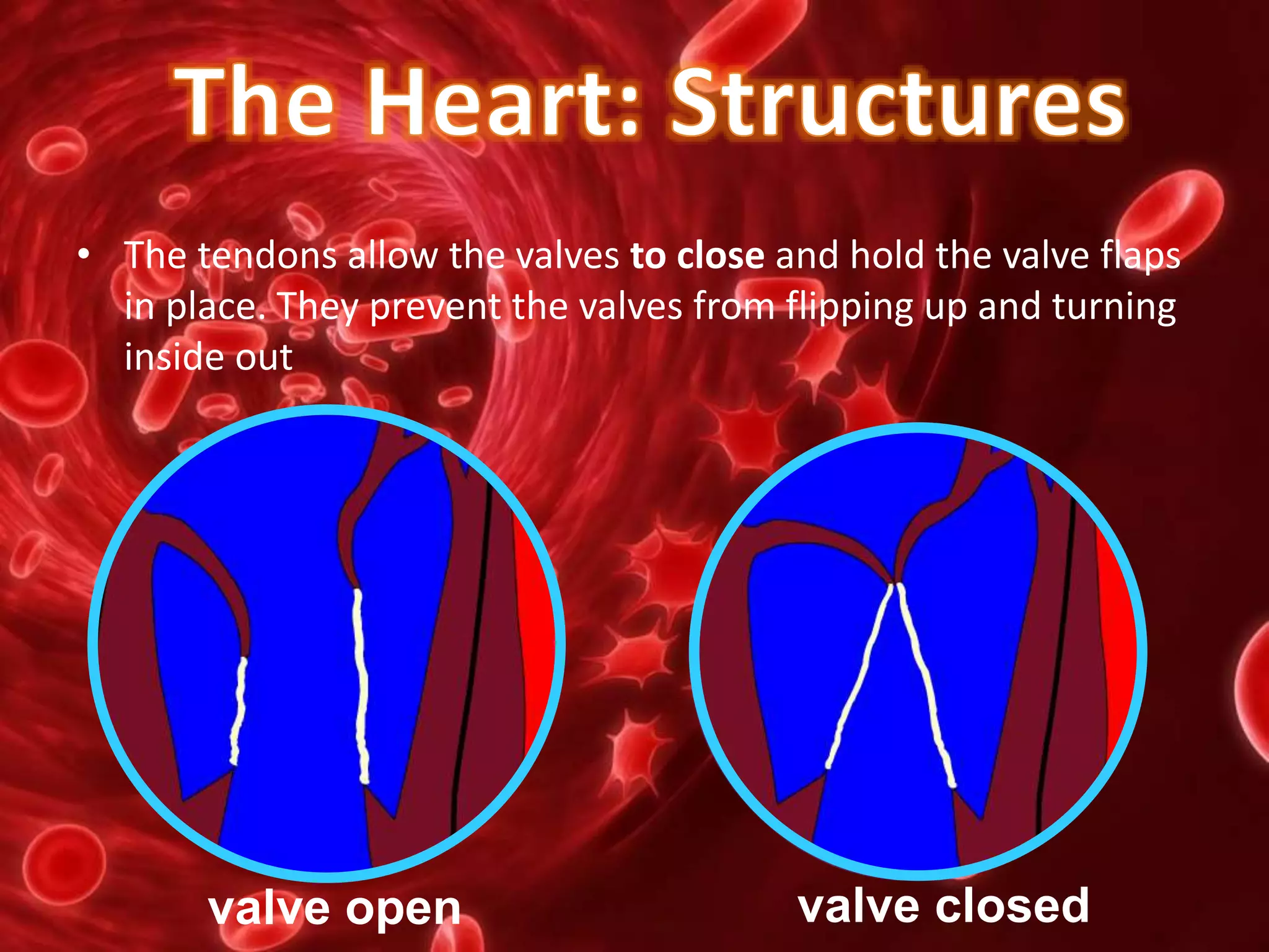 The circulatory system by Nitesh Sharma | PPTX