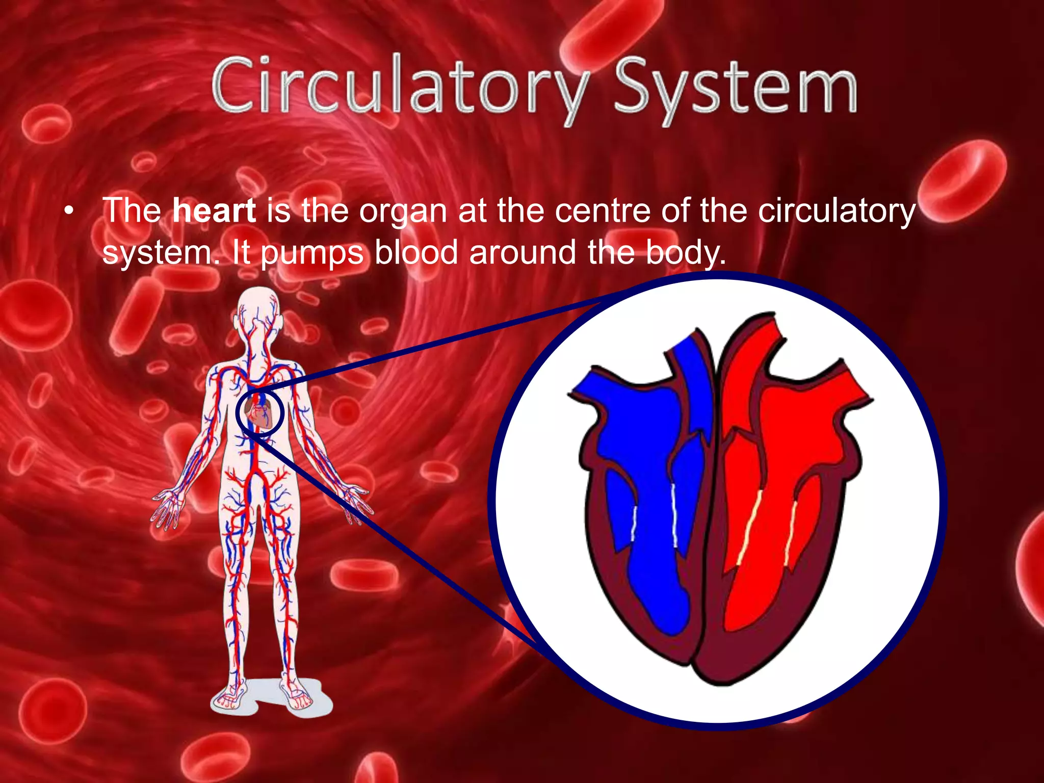 The circulatory system by Nitesh Sharma | PPTX