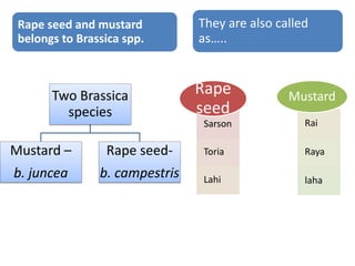rapeseed and mustard - Crop production(agronomy) | PPTX