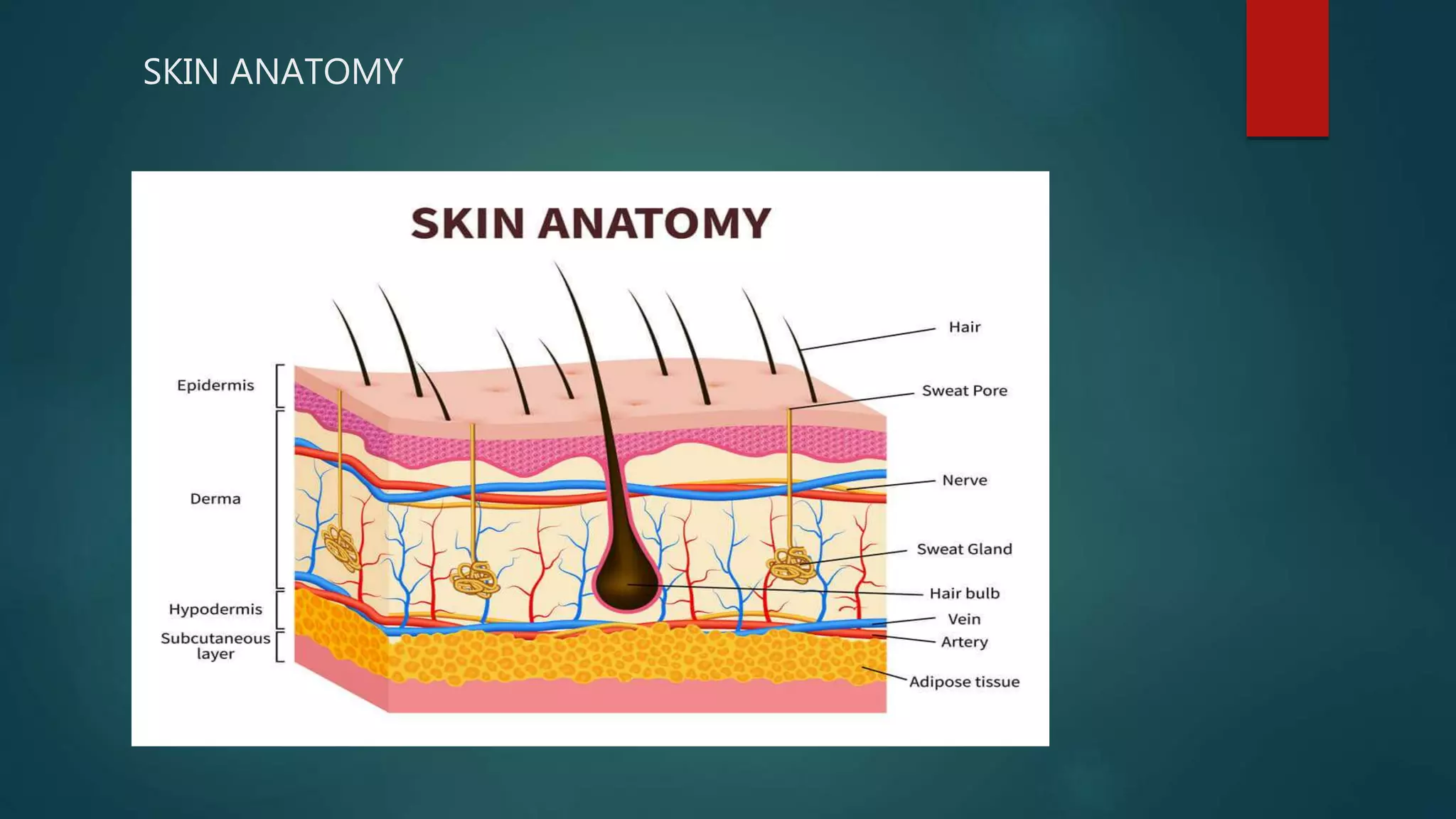 Skin tissue engineering | PPTX