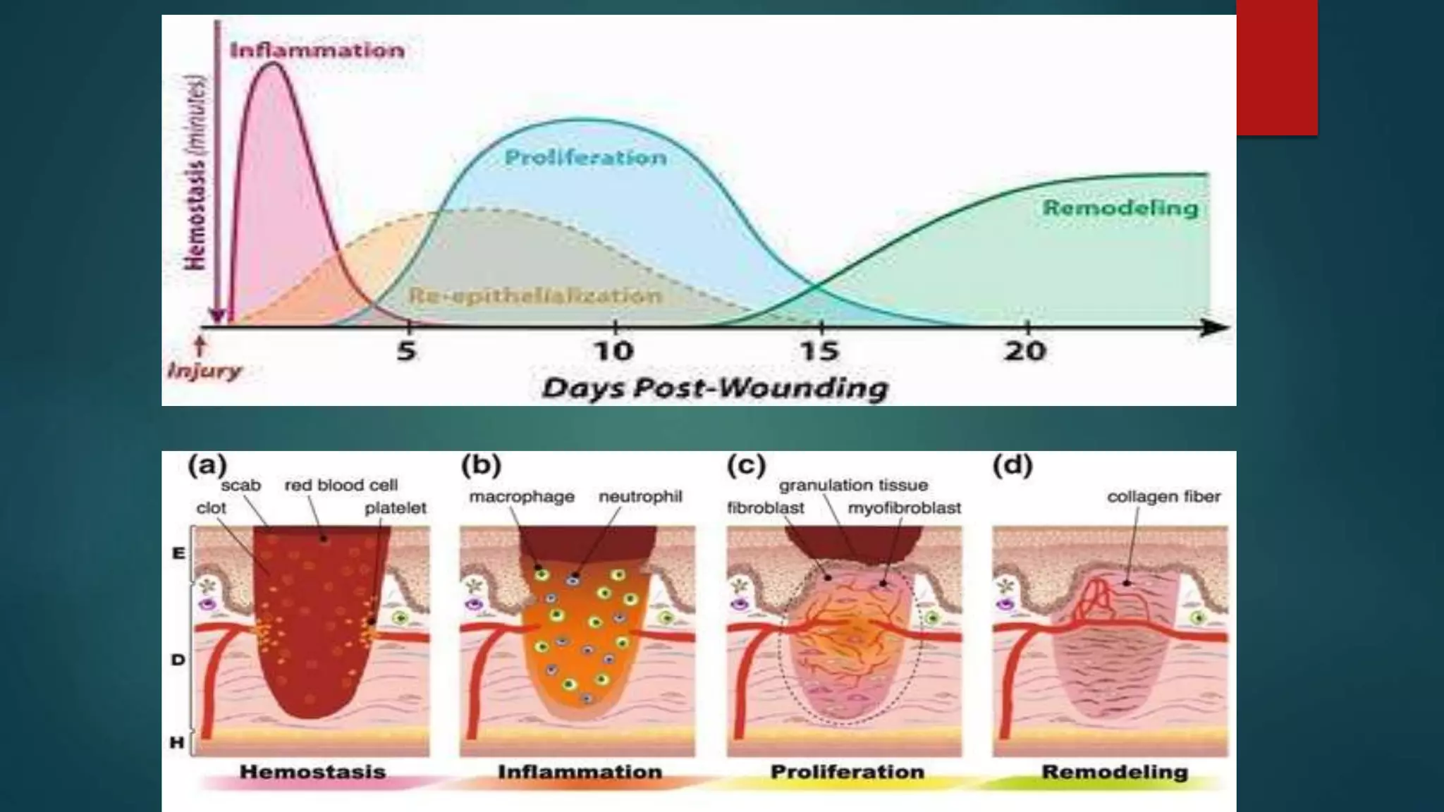 Skin tissue engineering | PPTX