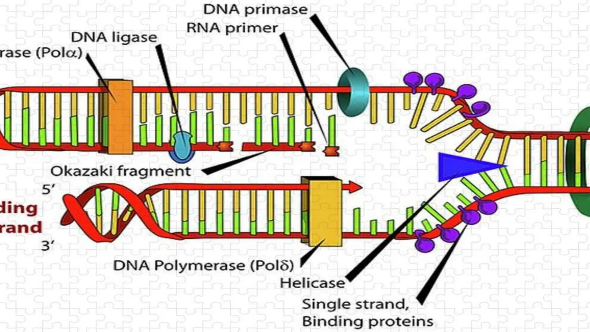 nature structure and replication of DNA PRESENTATION - Copy2.pptx
