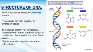 nature structure and replication of DNA PRESENTATION - Copy2.pptx