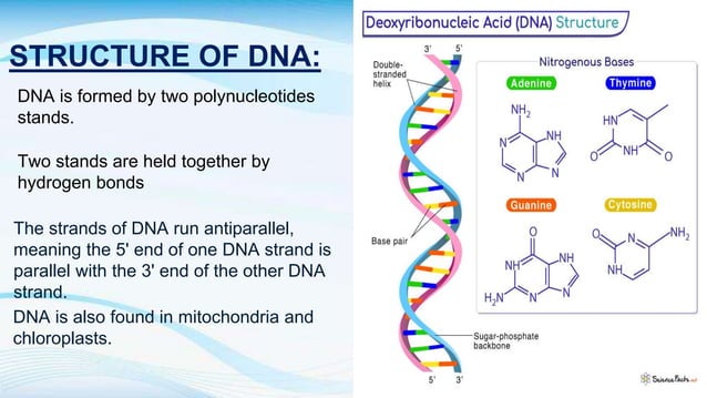 nature structure and replication of DNA PRESENTATION - Copy2.pptx