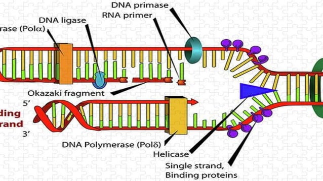 nature structure and replication of DNA PRESENTATION - Copy2.pptx