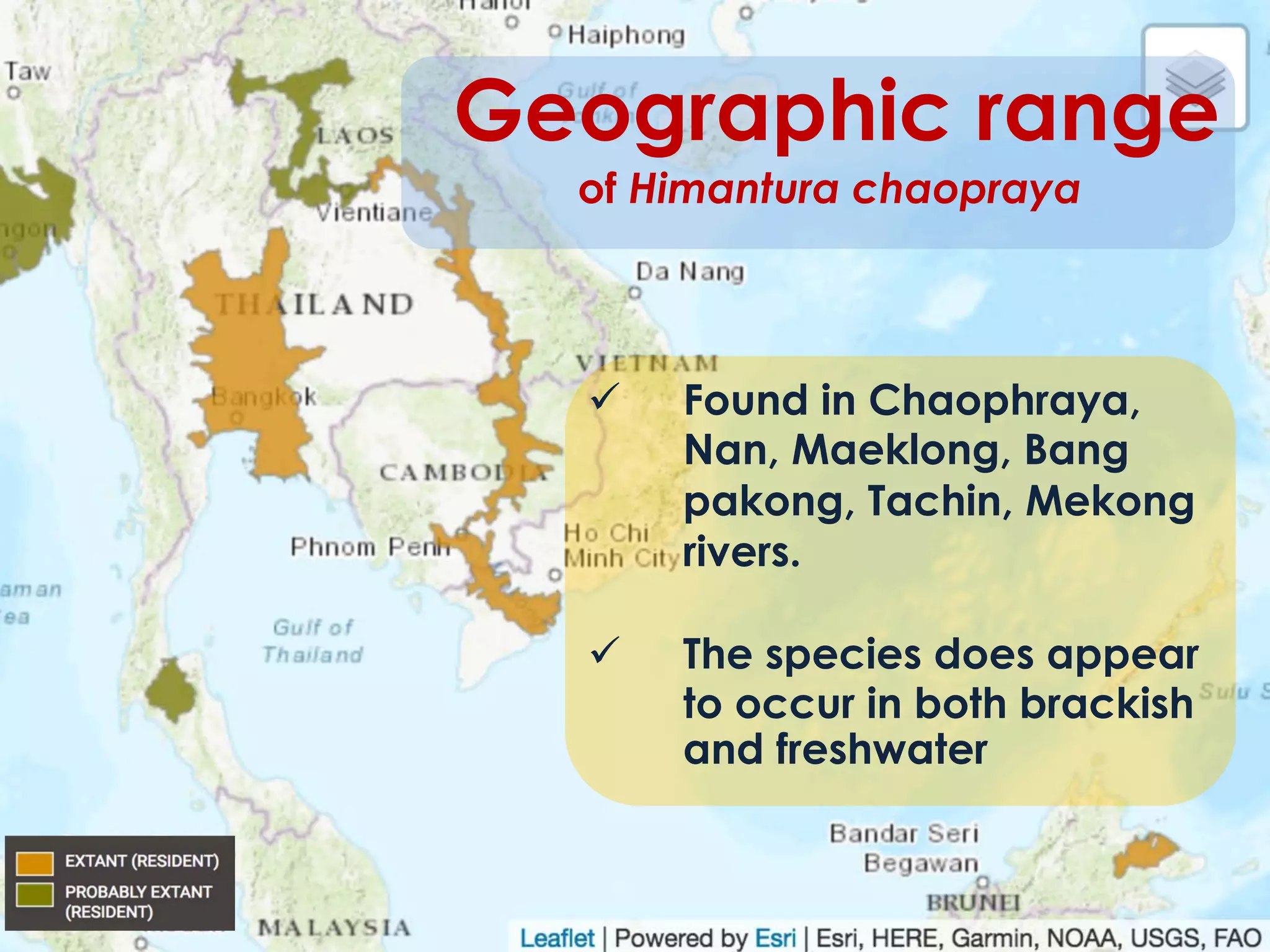Tracking of Giant Freshwater Stingray by Using Acoustic Telemetry in ...