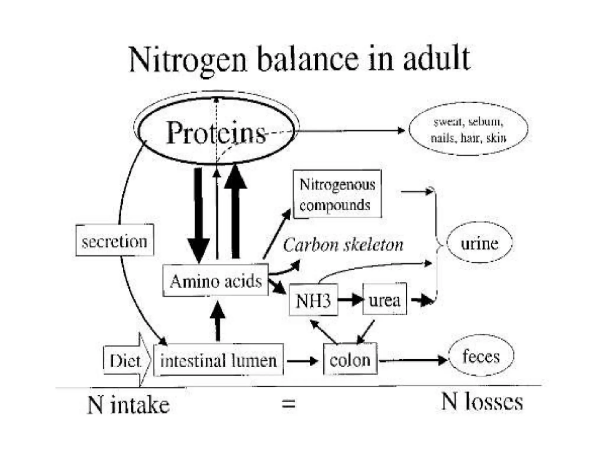 Nitrogen balance | PPTX