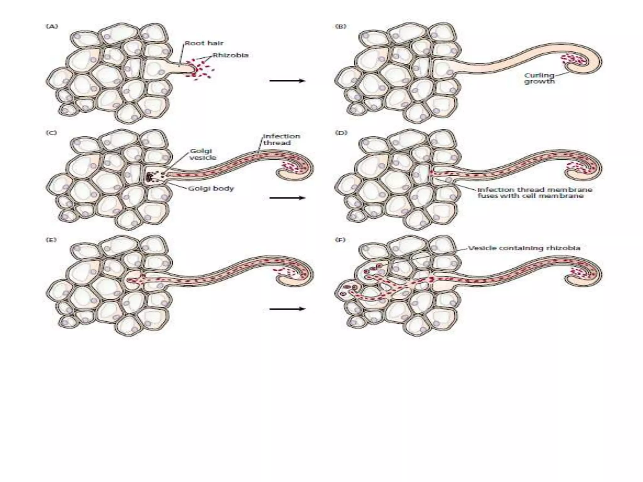 Nitrate assimilation | PPTX