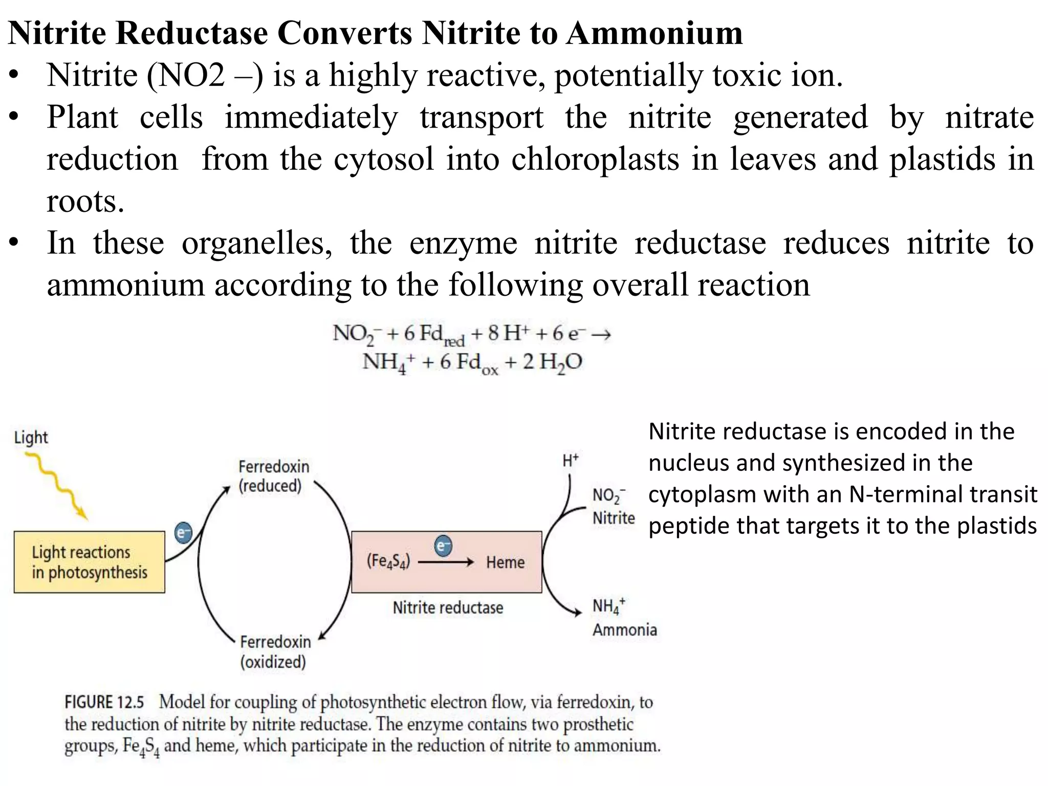 Nitrate assimilation | PPTX
