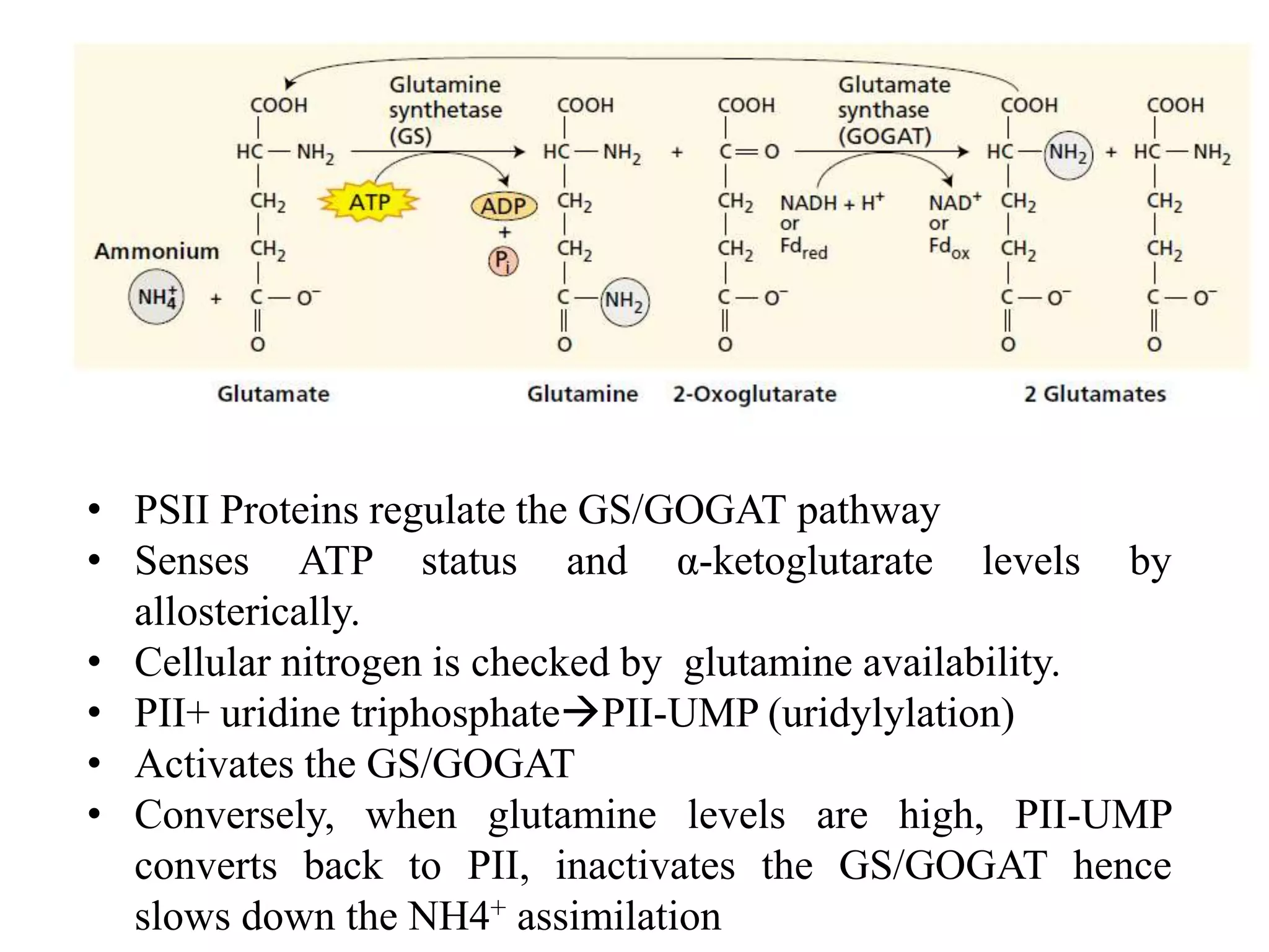 Nitrate assimilation | PPTX