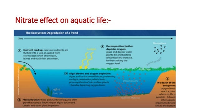 Nitrate contamination