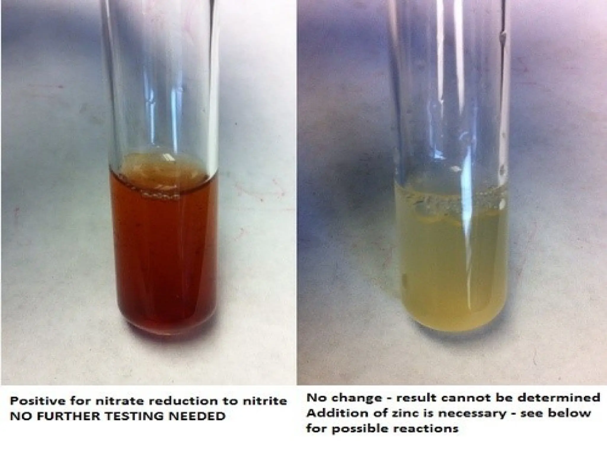 Nitrate reductase test and oxidation-fermentation test.pptx