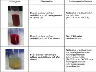 Nitrate reductase test and oxidation-fermentation test.pptx